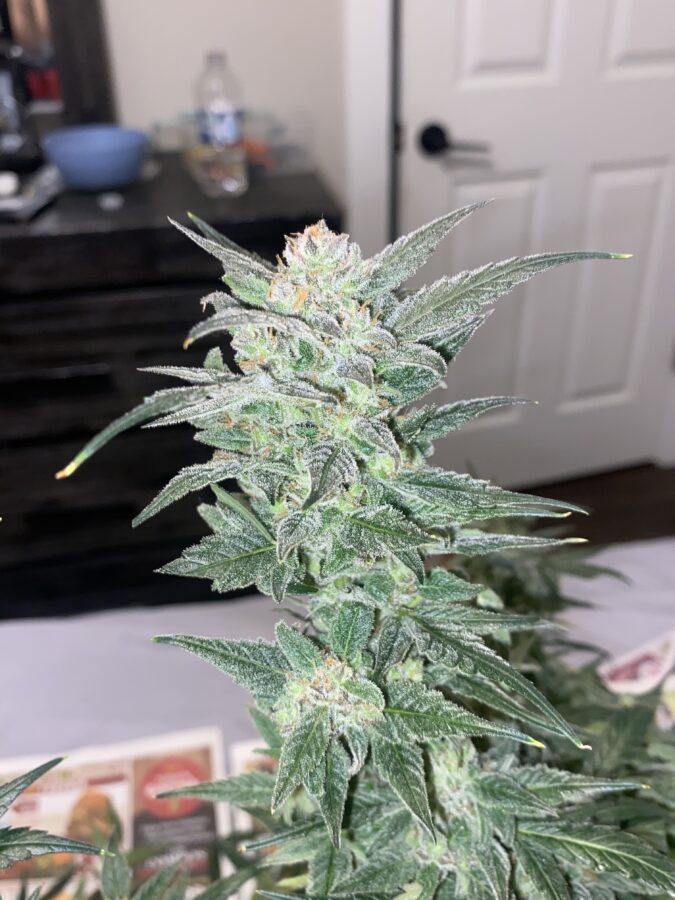 Real Grow Lab – Join Our Growing Community