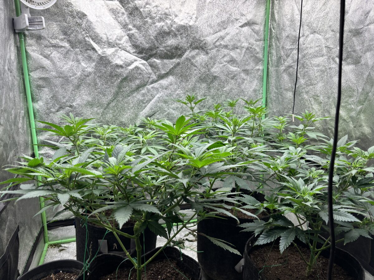 Real Grow Lab – Join Our Growing Community