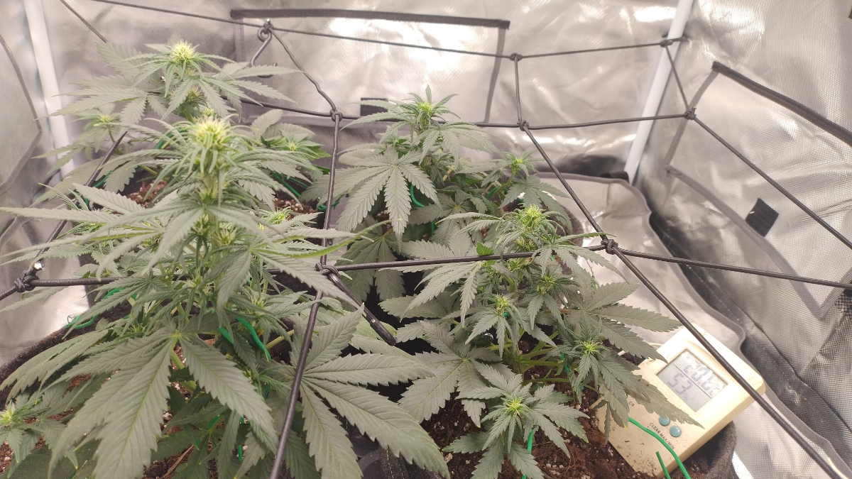 Real Grow Lab – Join Our Growing Community