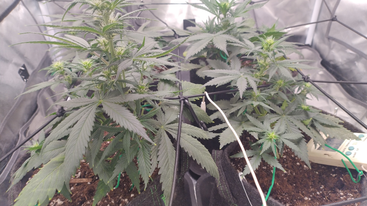 Real Grow Lab – Join Our Growing Community